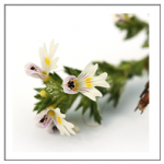 PSÍ SÁDLO Medical Dr. Weiss - Dr. Weiss